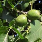 Contact Us – Warwickshire Walnuts & Trees