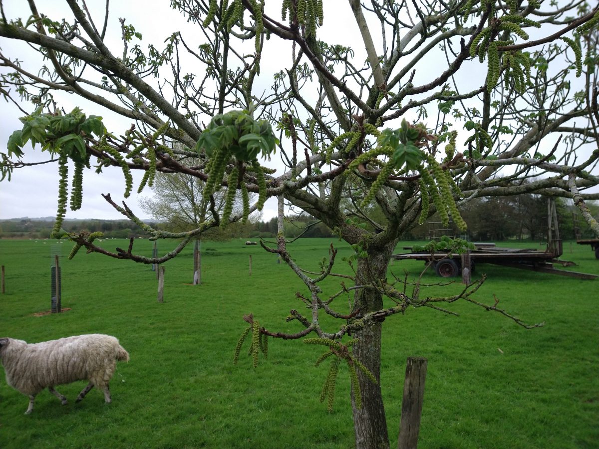 April, 2020 - Warwickshire Walnuts & Trees