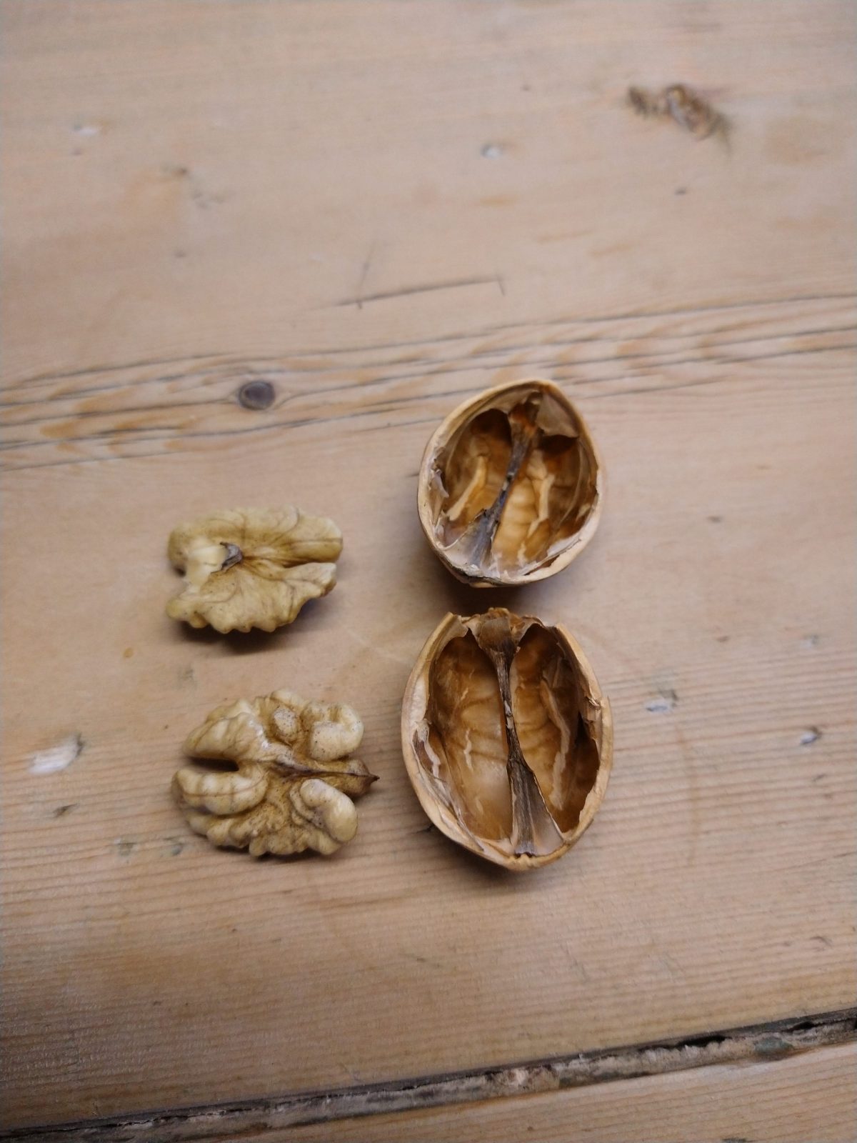 Dwarf Walnut - Warwickshire Walnuts & Trees